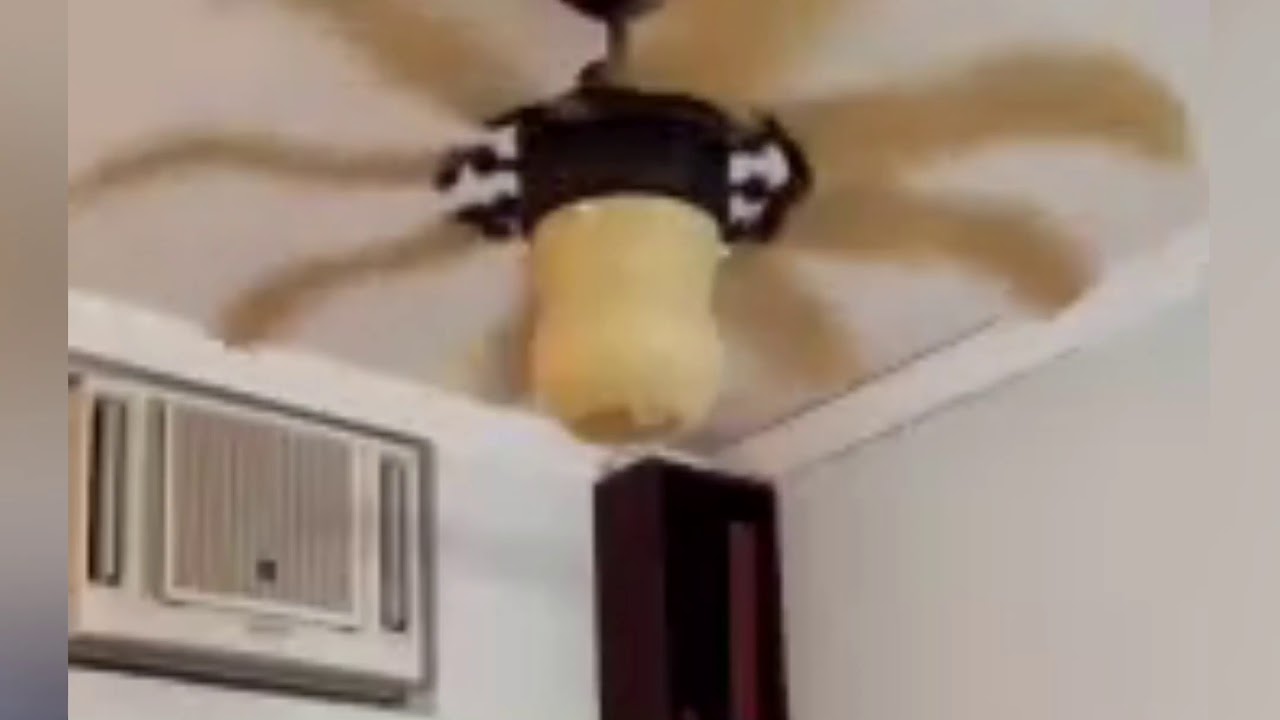 Ceiling Fan Vento (Taiwan) - Fiore Ceiling Fan 風扇燈 / 吊扇燈 @ 燈堂入室 Indoor ...