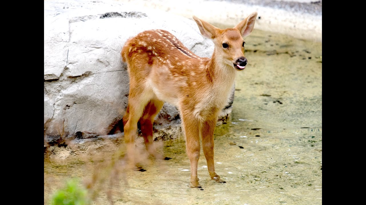 Barasingha Deer