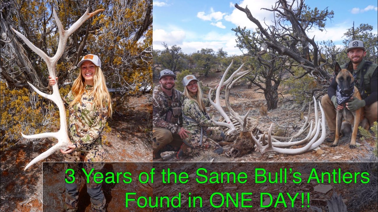 We Found 3 Years of This Bull’s Antlers IN THE SAME DAY! - YouTube