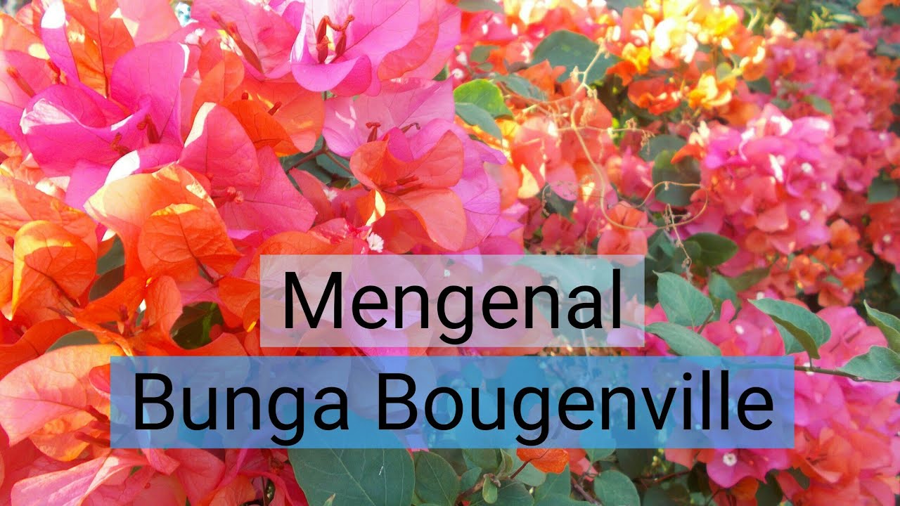 Mengenal Bunga Bougenville - YouTube