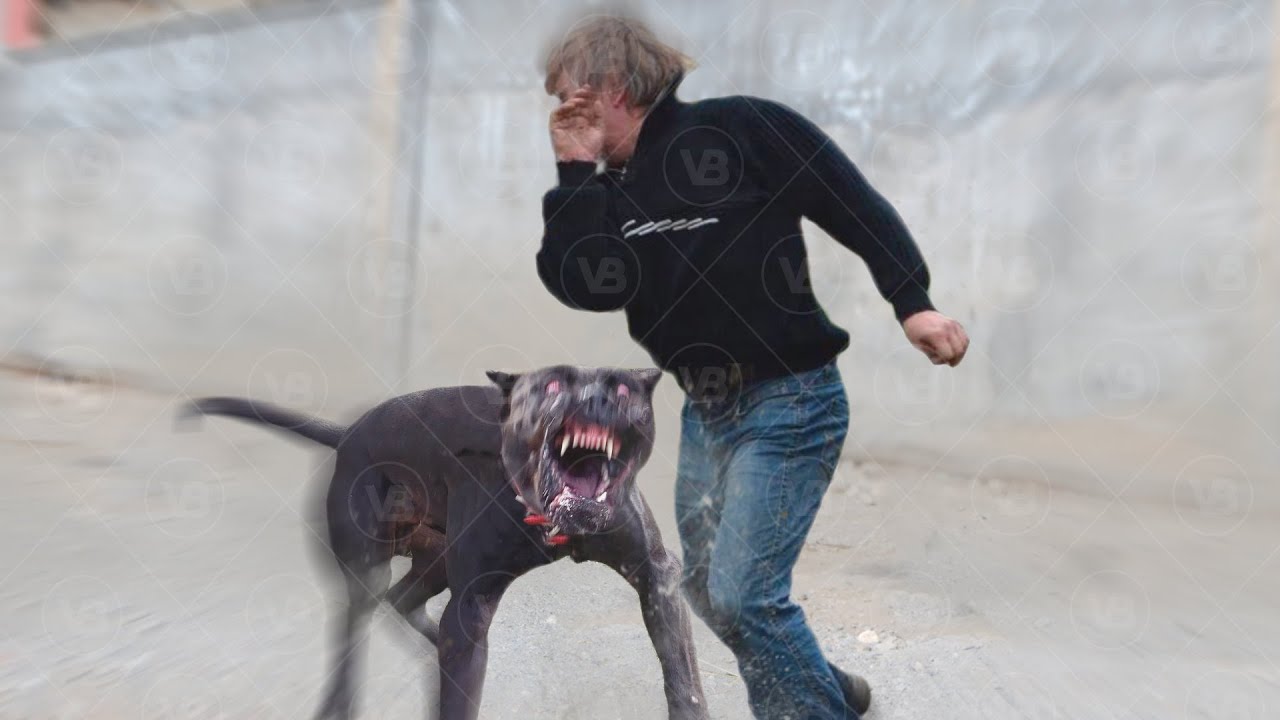 THE 10 CATCHING DOG BREEDS - YouTube