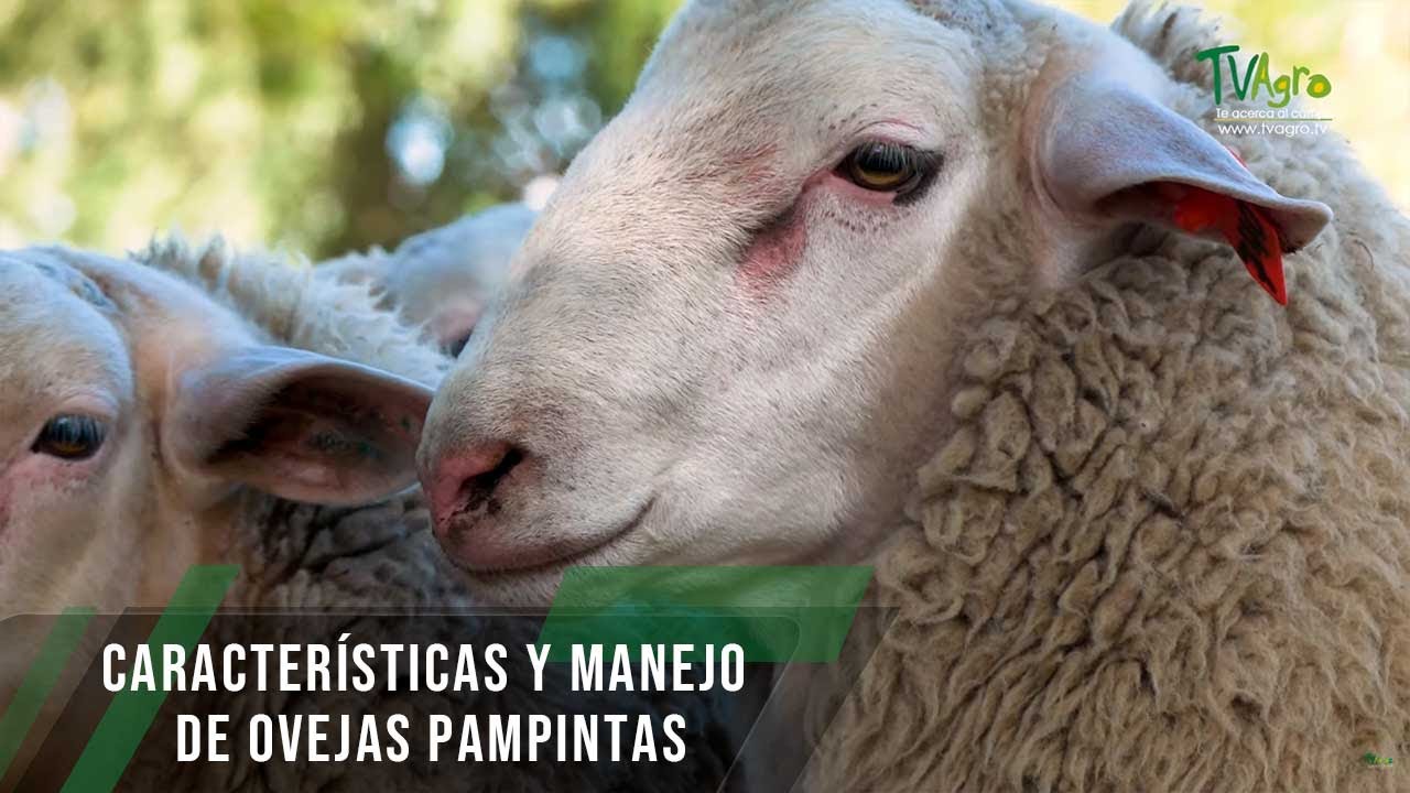 Características y manejo de ovejas Pampintas - TvAgro por Juan Gonzalo ...