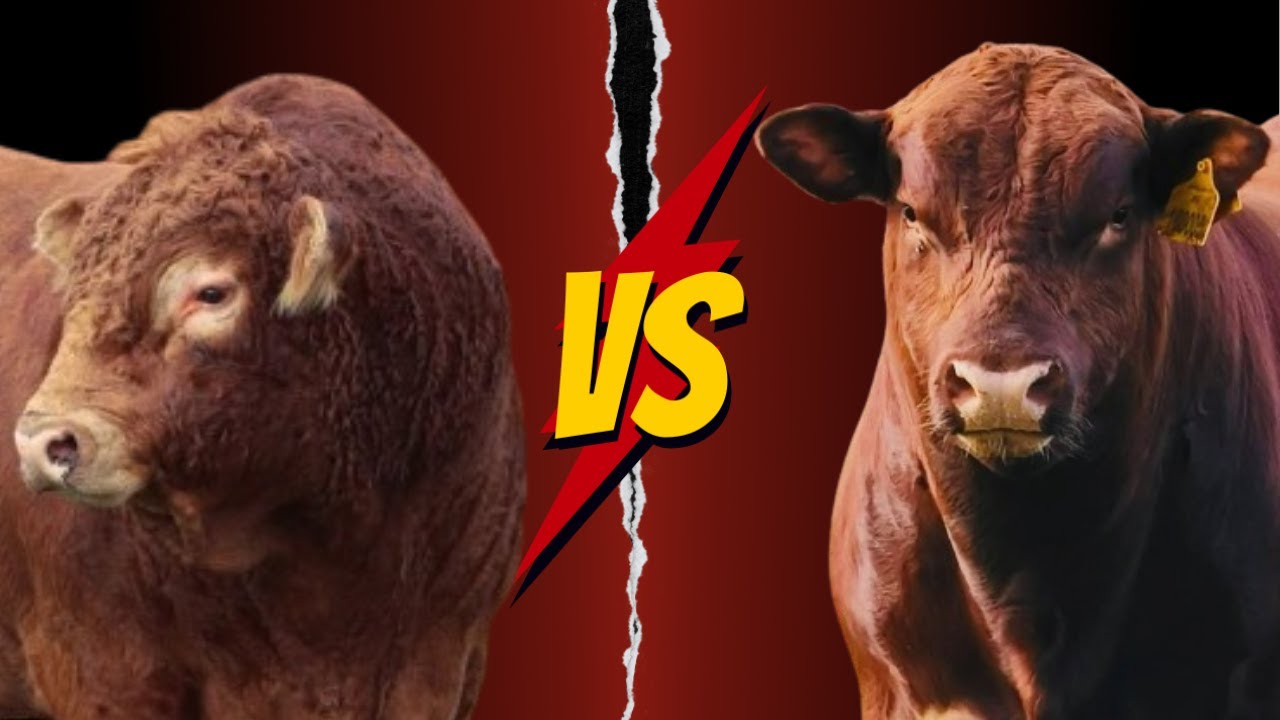 Aberdeen Angus Versus Limousin - YouTube