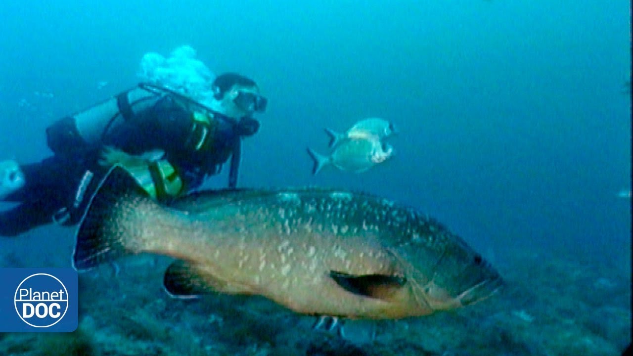 Cabrera Sea Bottom . Balearic Islands - Part 3 - YouTube