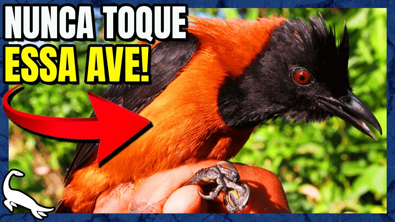 Existem AVES VENENOSAS?| Zoomundo Responde #35 - YouTube