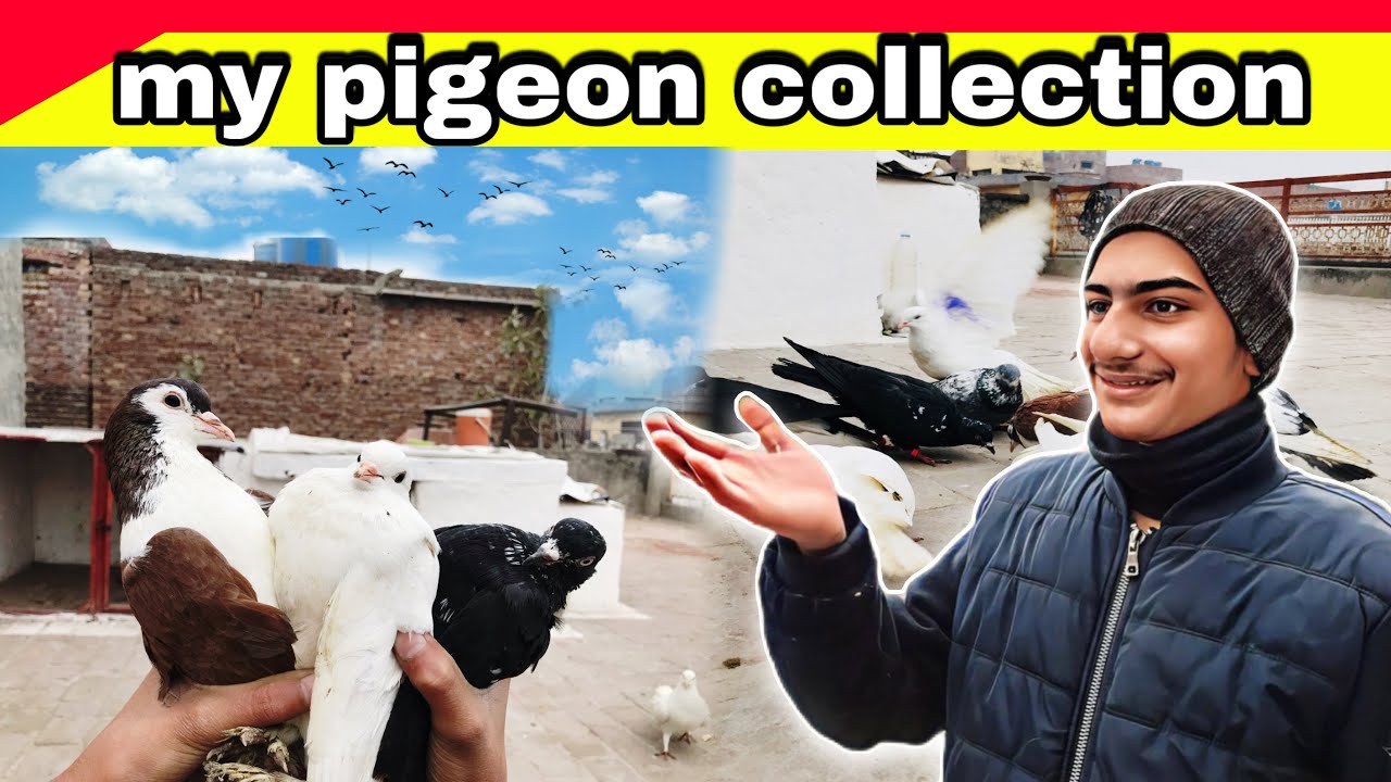 My new fancy pigeon collection setup 🥰 ️😘😍 black pigeon & white pigeon🫶🫶#pigeon #birds - YouTube