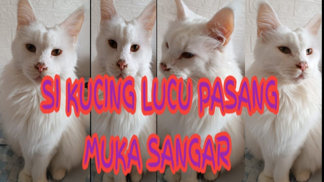 WOW...‼️SANGARNYA SI KUCING GARONG - YouTube