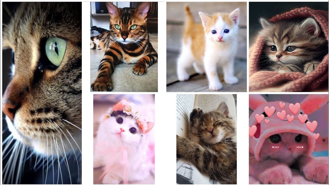 😻 𝐂𝐮𝐭𝐞 𝐂𝐚𝐭𝐬 𝐝𝐩 𝐢𝐦𝐚𝐠𝐞𝐬 𝐟𝐨𝐫 𝐖𝐩/𝐈𝐧𝐬𝐭𝐚/𝐅𝐛 || 𝐂𝐮𝐭𝐞𝐬𝐭 𝐃𝐩 𝐩𝐢𝐜𝐭𝐮𝐫𝐞𝐬 𝐟𝐨𝐫 𝐂𝐚𝐭 ...