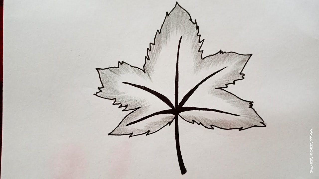 HOW TO DRAW LEAF | LEAF DRAWING EASY - YouTube