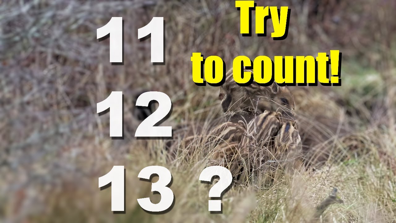 Try to count ! - YouTube