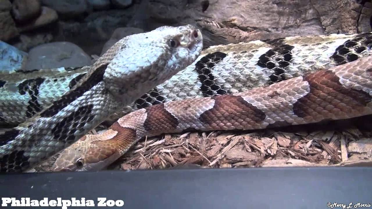 Philadelphia Zoo Northern Copperhead and Timber Rattlesnake Encounter ...