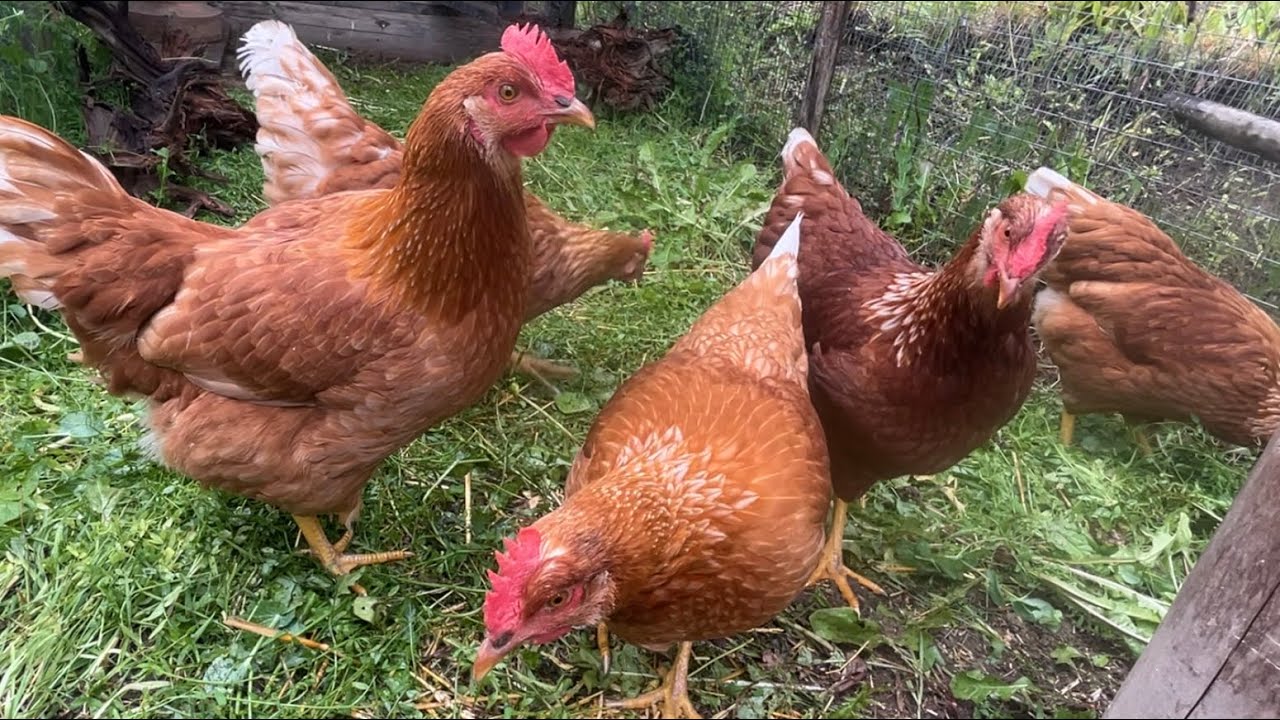 Good Morning Chickens - YouTube