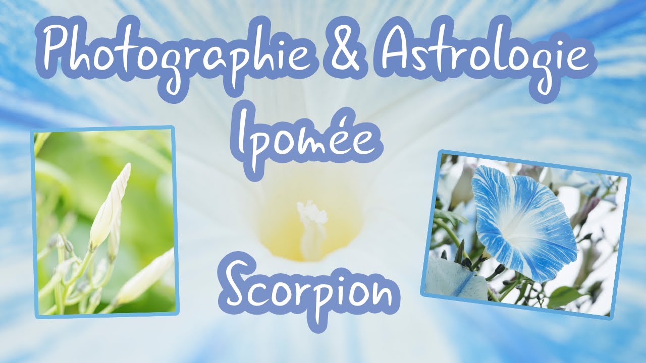 Série de Photographies de FLEURS et ASTROLOGIE 🦋 Liseron bleu, Ipomée ...