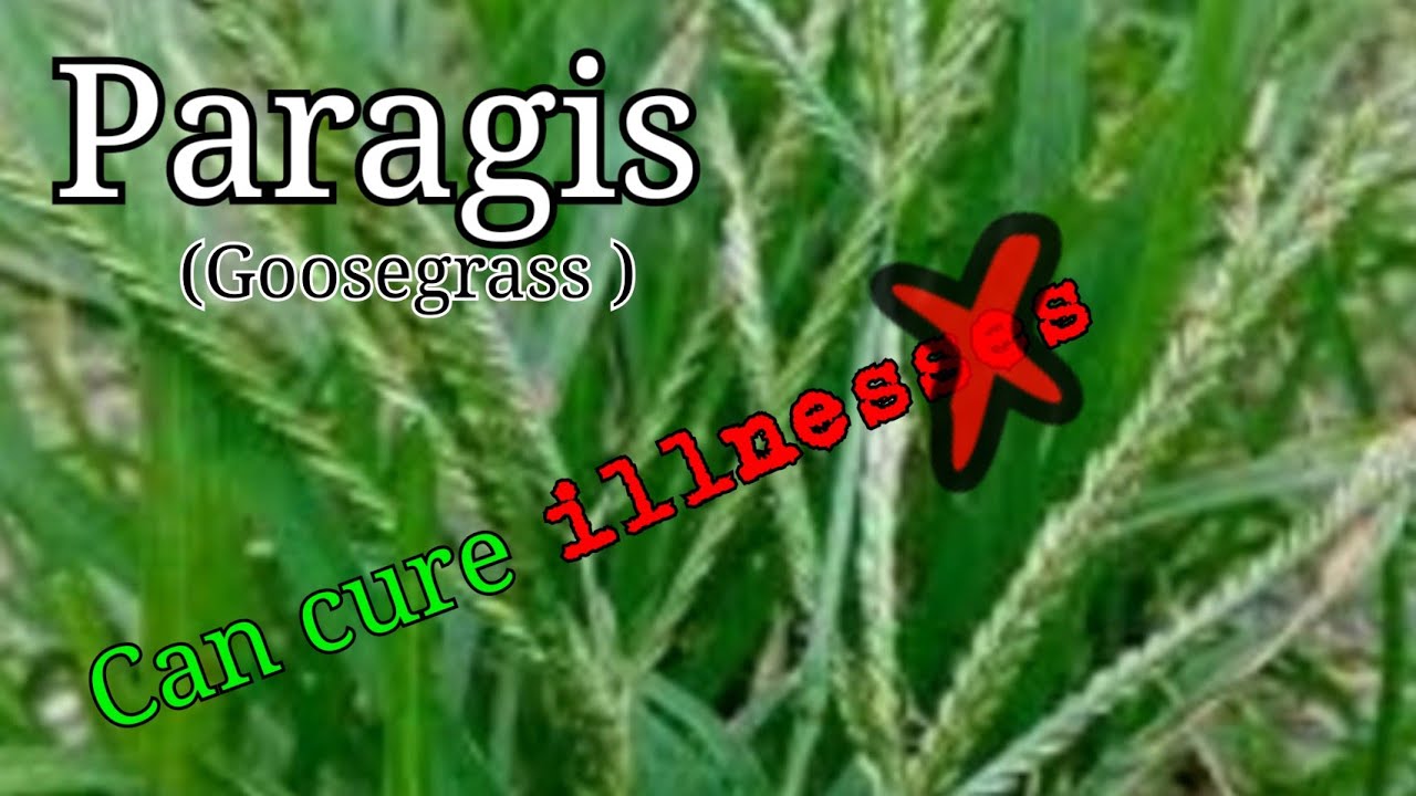 Paragis (Goosegrass) - YouTube