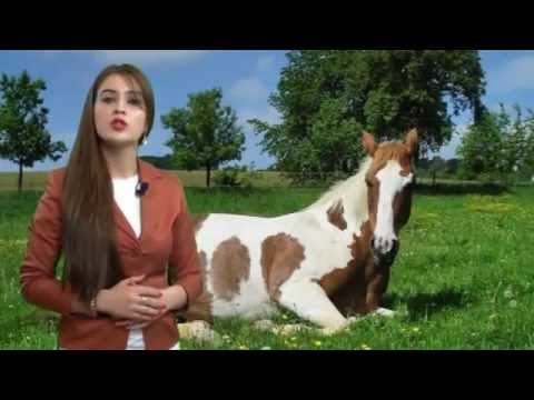 atlar haqqında - Atların ayaq üstdə yatdıqlarını bilirsinizmi?