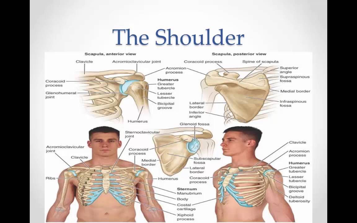Unit 3 - 2. Shoulder Conditions - YouTube