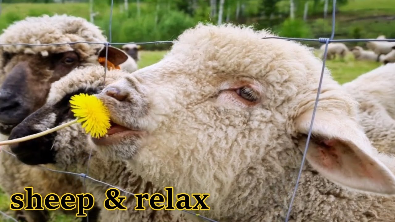Relax music with sheep - just for relaxation and a great mood - YouTube