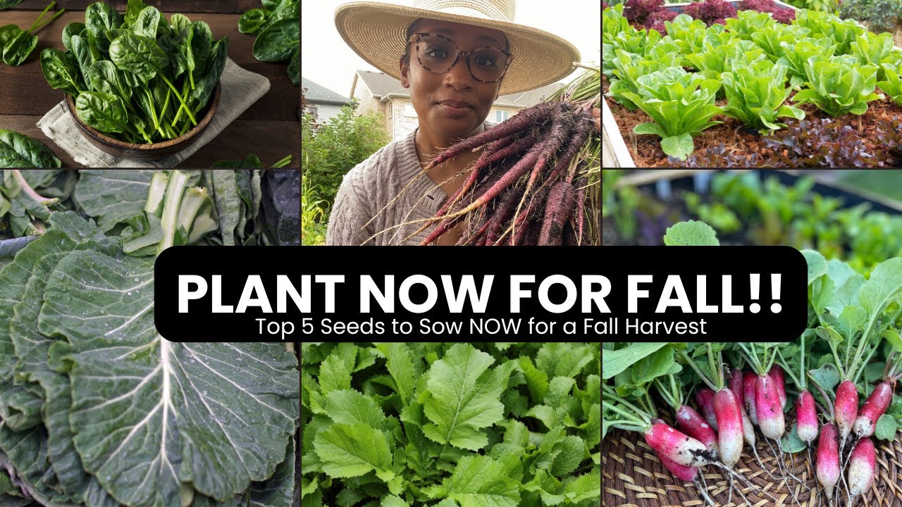 Top 5 Seeds to Sow NOW for a Fall Harvest | September Garden Guide ...