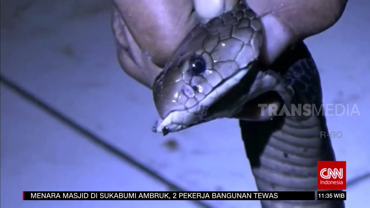 Penanganan Saat Digigit Ular | REDAKSI CNN INDONESIA SIANG (18/12/19 ...