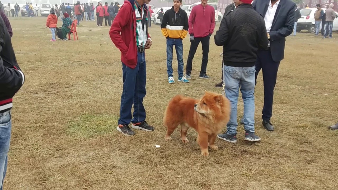 #Dogshow 🐕🐶【SIBERIAN HUSKY】🦁LION DOG #gorakhpurmahotsav #gorakhpur ...