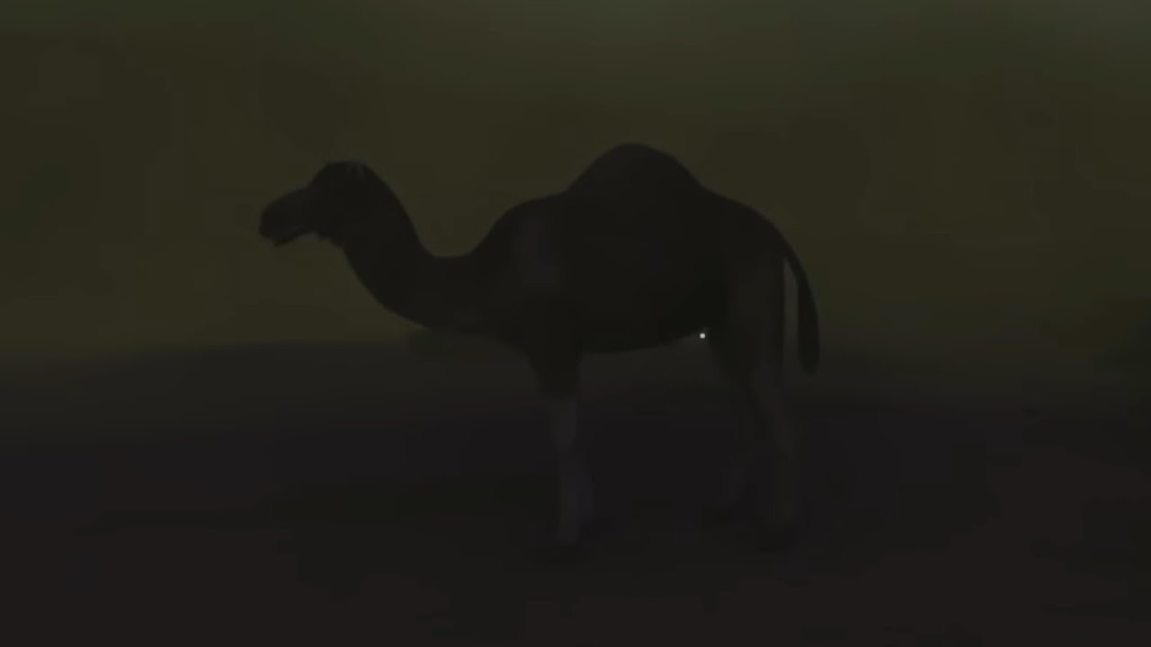 The Return of the Camel | Trailer - YouTube