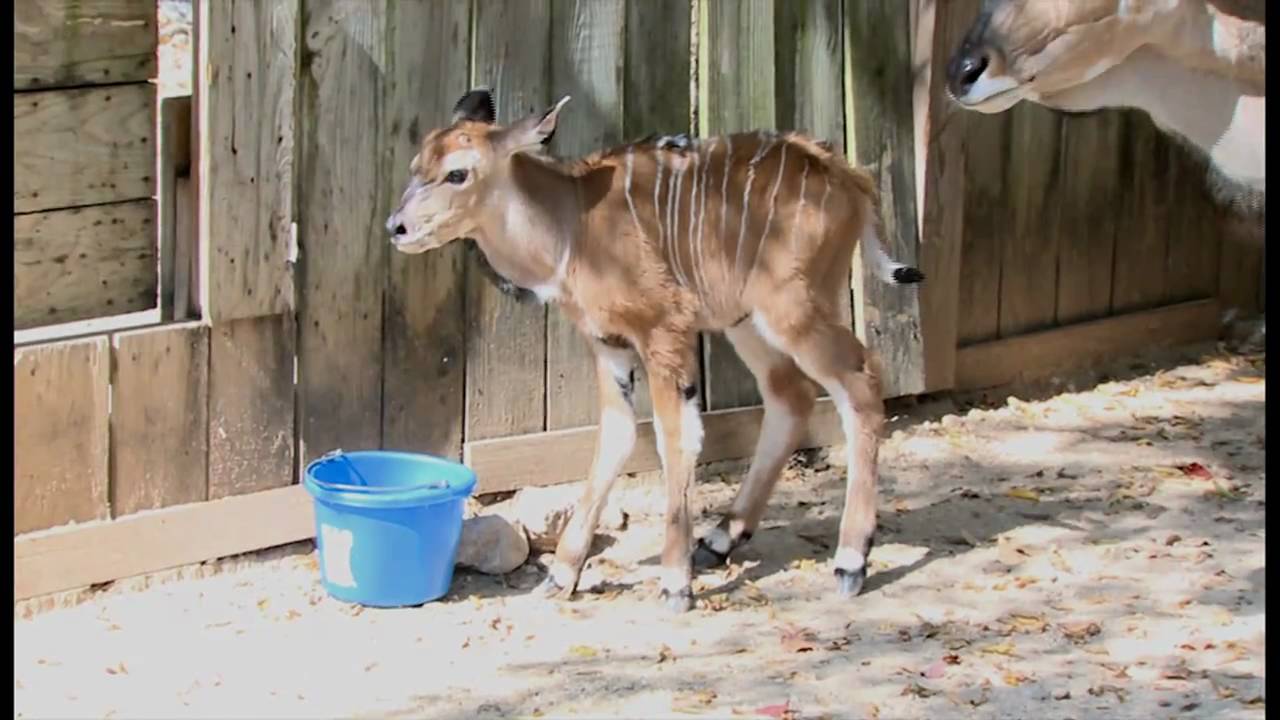 The Houston Zoo welcomes the arrival of a baby giant eland on October ...