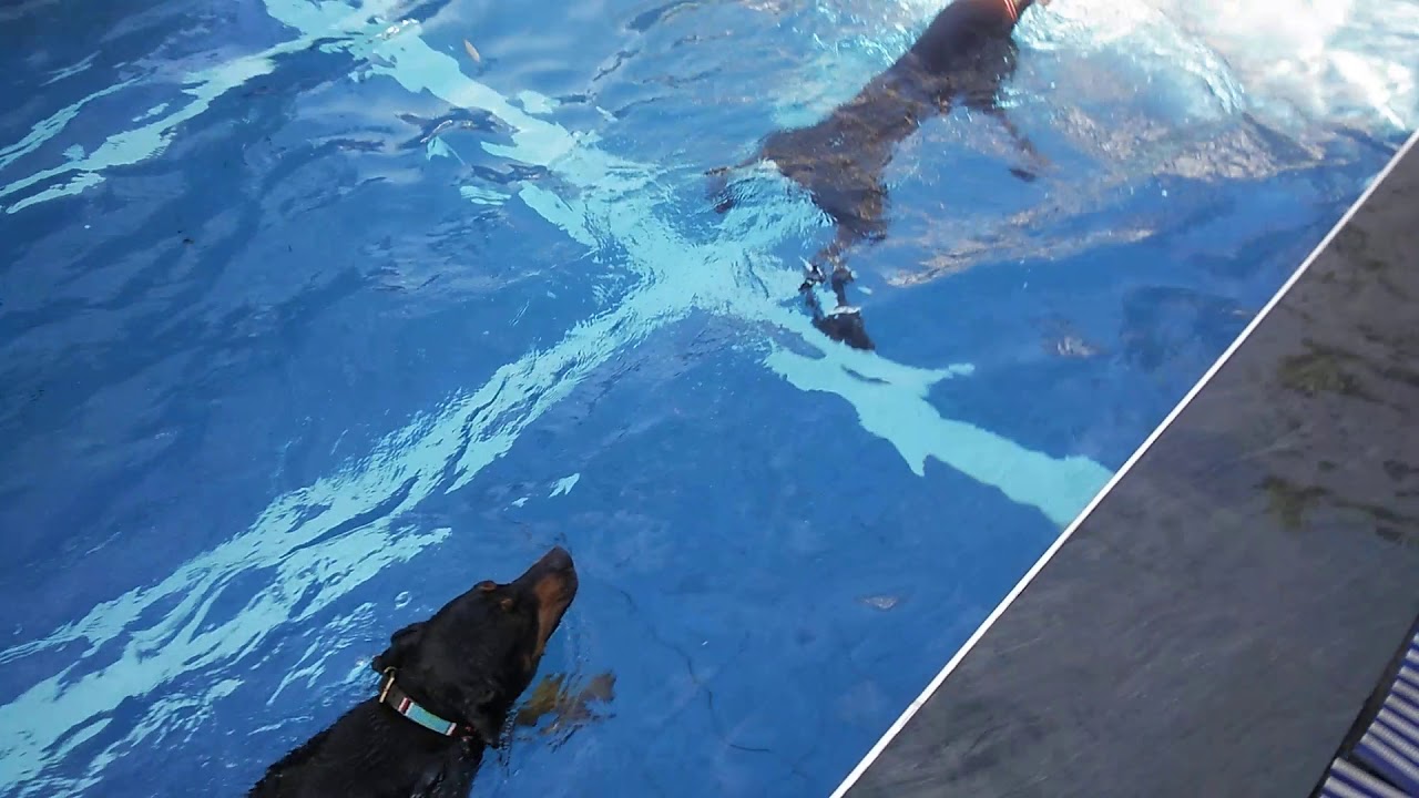 Dogs save drowning child - YouTube