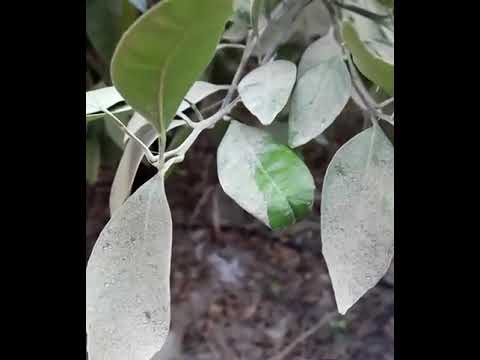 CHP'li Nermin Yıldırım Kara,  Samandağ’da TOKİ için zeytinlik ve narenciye bahçeleri talan ediliyor