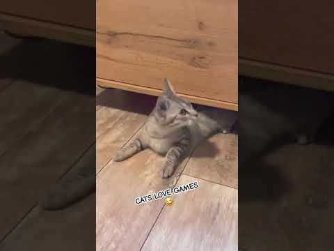 Cats Love Split Fiction #cat #catshorts #splitfiction #gameplay #ps5 # ...