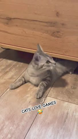 Cats Love Split Fiction #cat #catshorts #splitfiction #gameplay #ps5 # ...