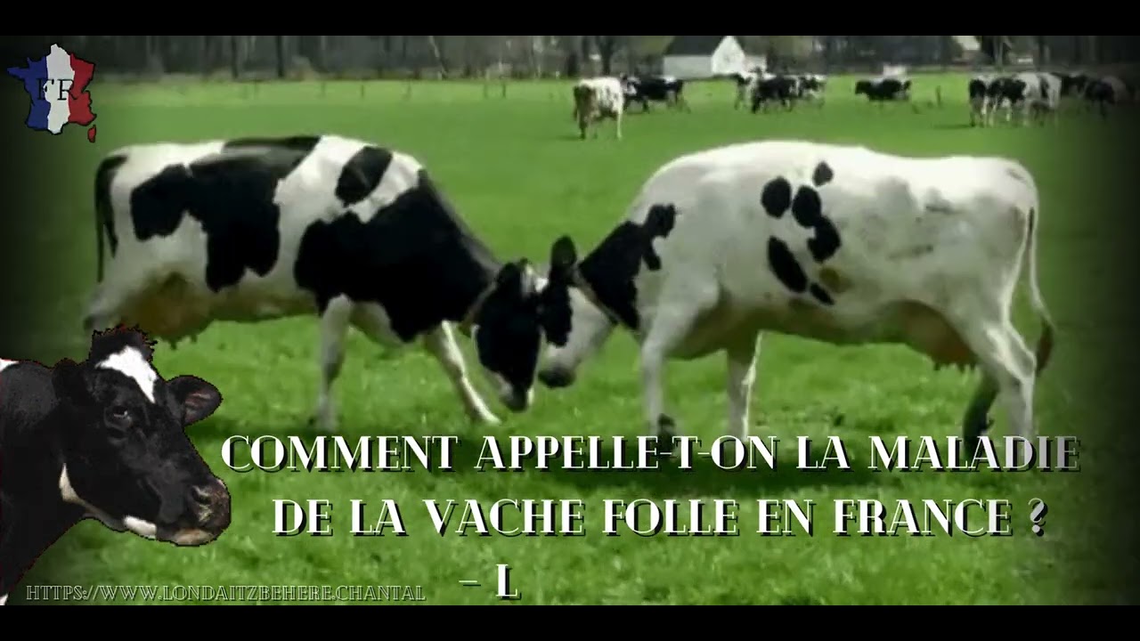🐮Comment appelle-t-on la maladie de la vache folle en France ? 🐮 La ...