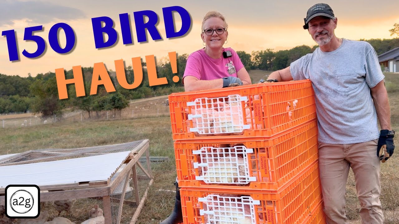 How We Load 150 Chickens for Processing - YouTube