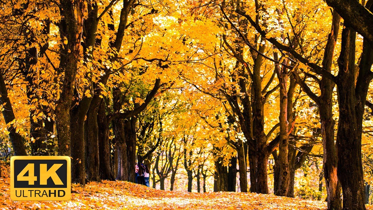 11 HOURS of 4K Enchanting Autumn Nature Scenes + Relaxing Piano Music ...