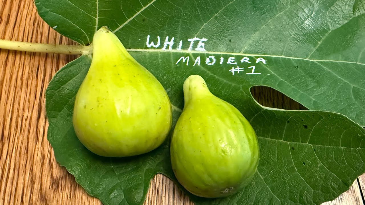 White Madeira #1 Fig Tasting Sep 7 2025 - YouTube