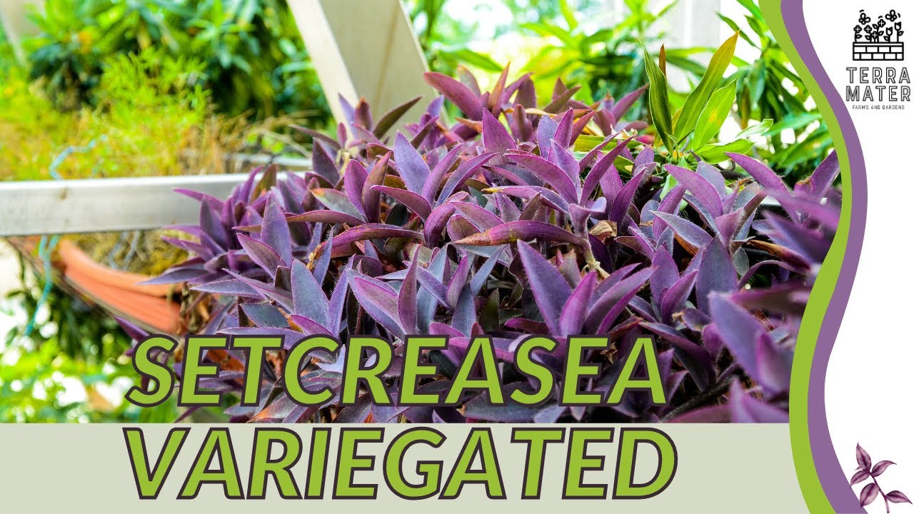Setcreasea Variegated (Tradescantia pallida): Care Guide and Tips 🌿 ...