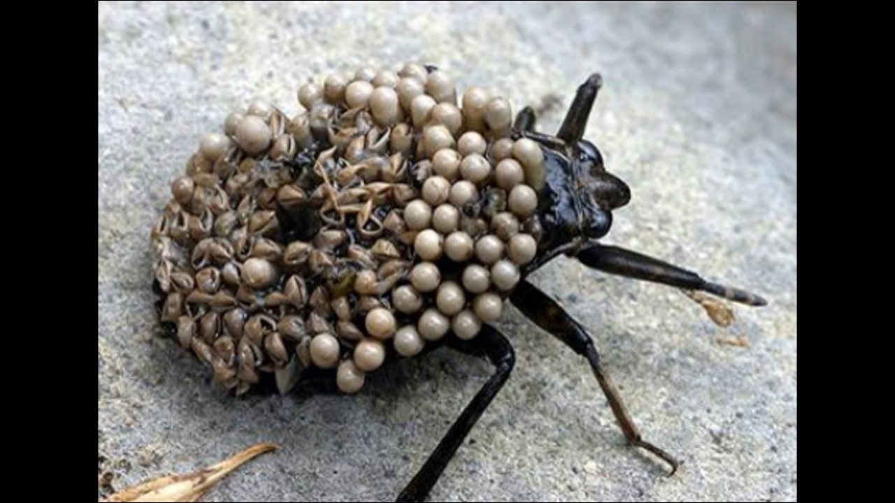 Top 7 UGLIEST THINGS IN THE WORD 2017 - YouTube