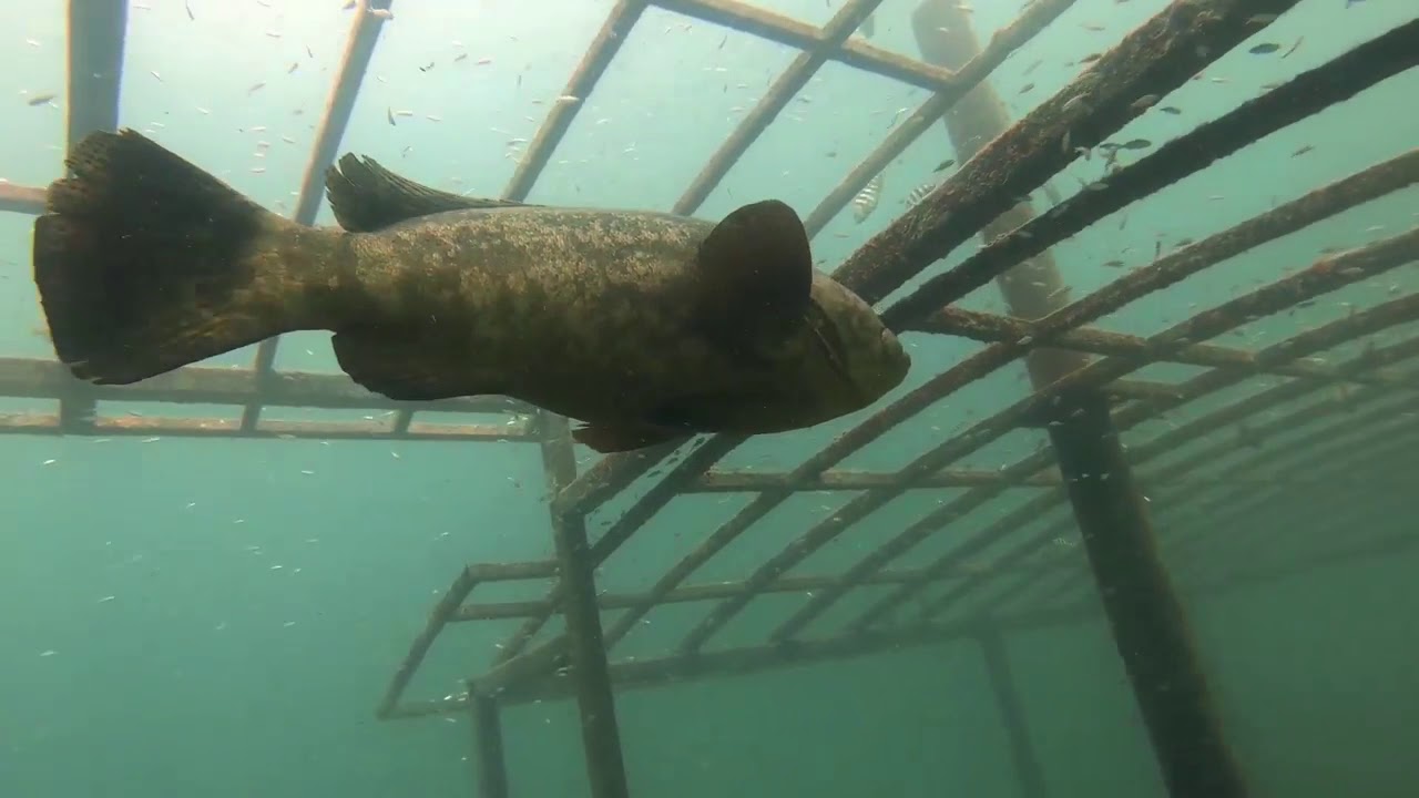 Artificial Reef Update - Goliath Grouper - YouTube