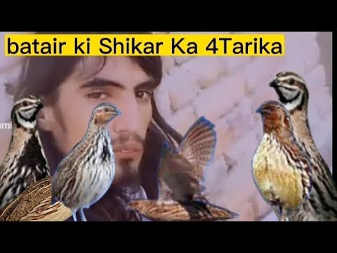 Batair ka shikar Kirak aur4 Jal k sath Shikar | Quail Hunting 2023 ...