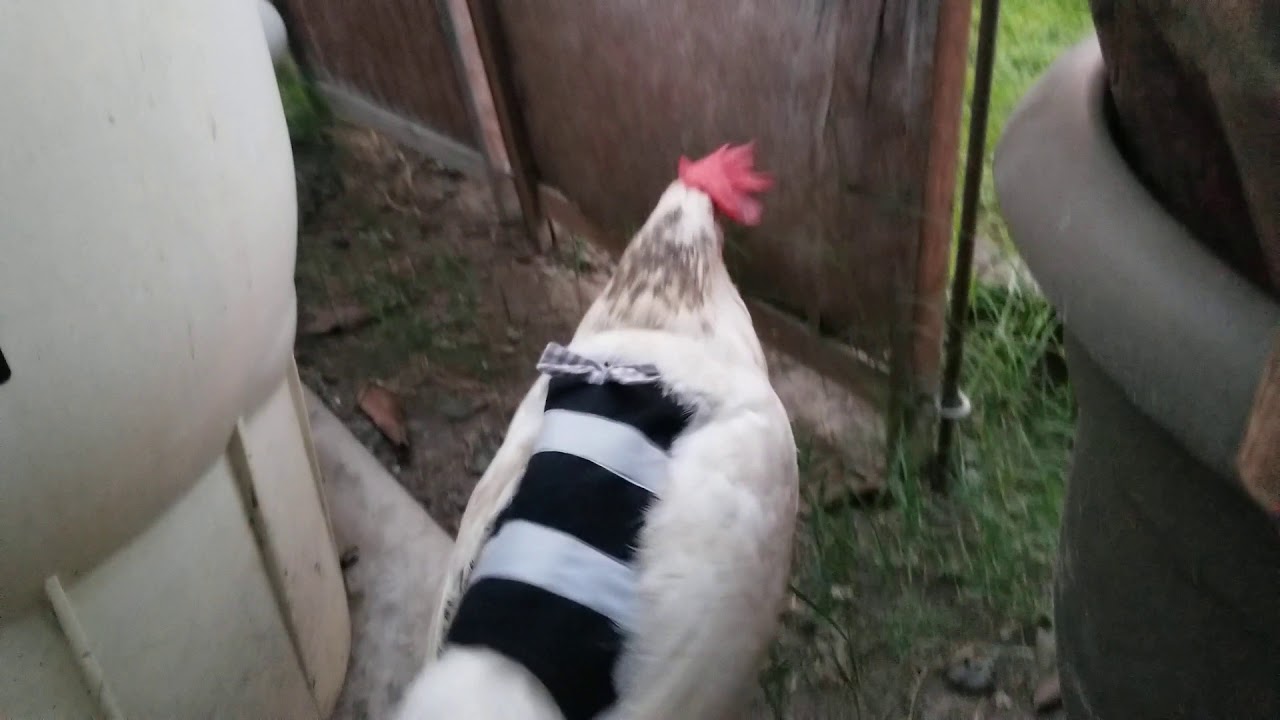 chickens laugh at a joke - YouTube