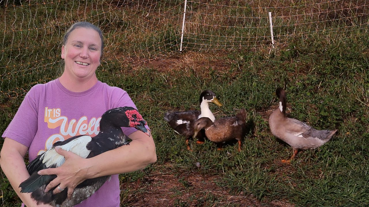 From Duckling to Plate| How to Raise Ducks - YouTube