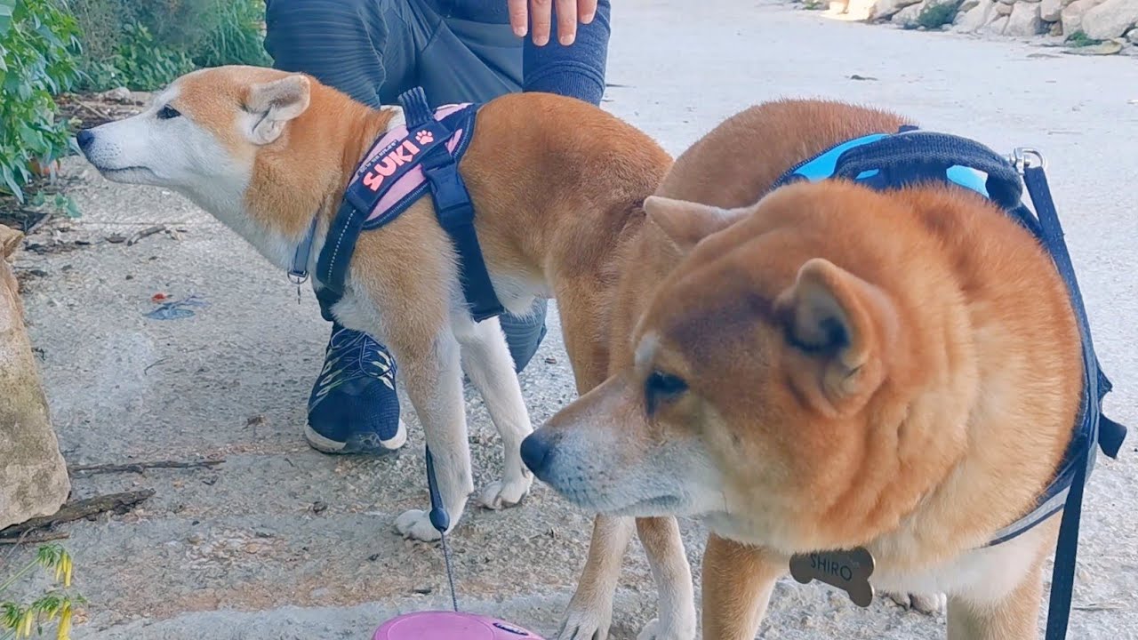 They Did It Again / Shiba Inu Mating - YouTube