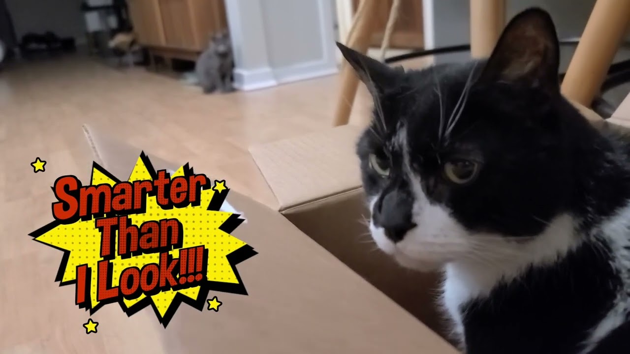 Buster the Cat ep8 Vacation part2 Castle Fortress Under Attack Funny ...