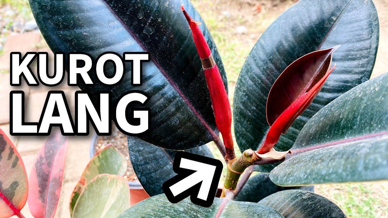 ANONG NAGAGAWA NG KUROT SA RUBBER PLANT - YouTube