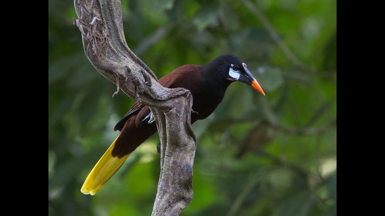 El Canto de las Oropéndolas. Oriole major singing. - YouTube