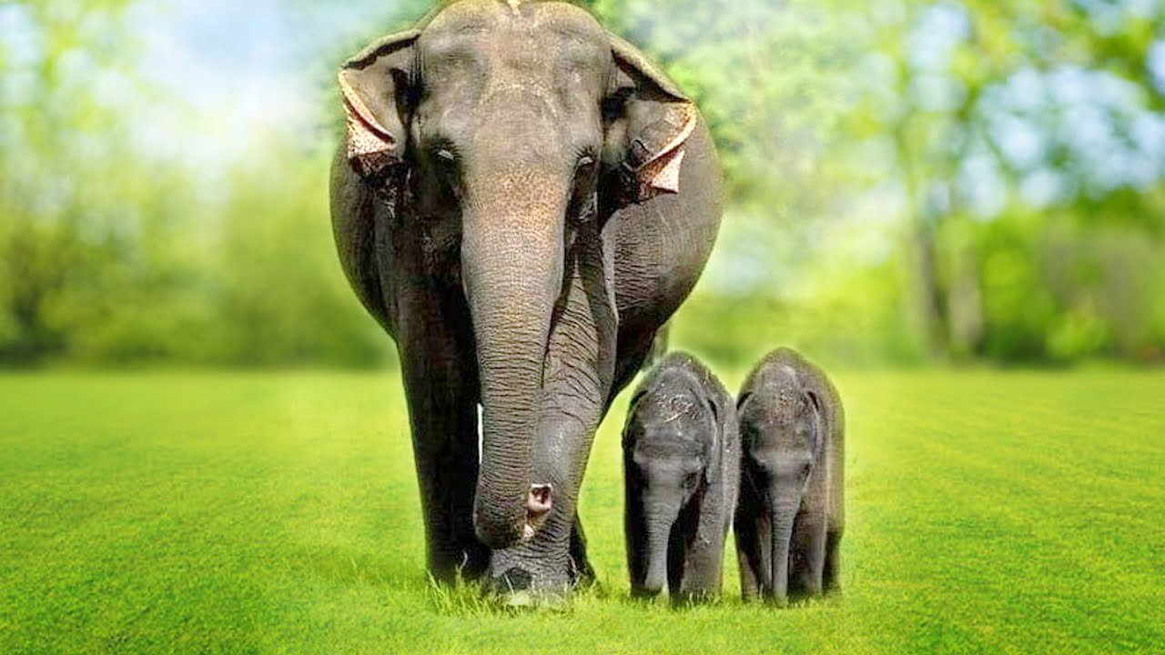 Mother elephant and twin two baby elephants | Wildlife | Animals | Wild ...