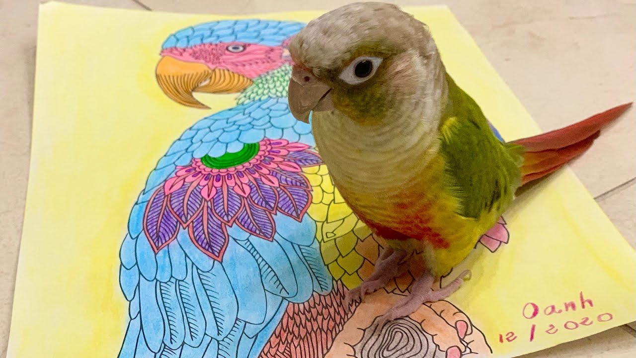 Bird Judge Our Drawing| Green Cheek Conure - YouTube