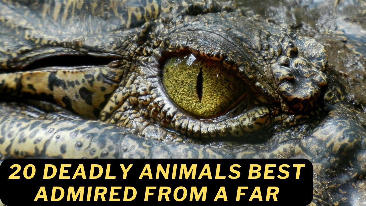 20 DEADLY ANIMALS BEST ADMIRED FROM A FAR : NATURE'S MOST FORMIDABLE ...
