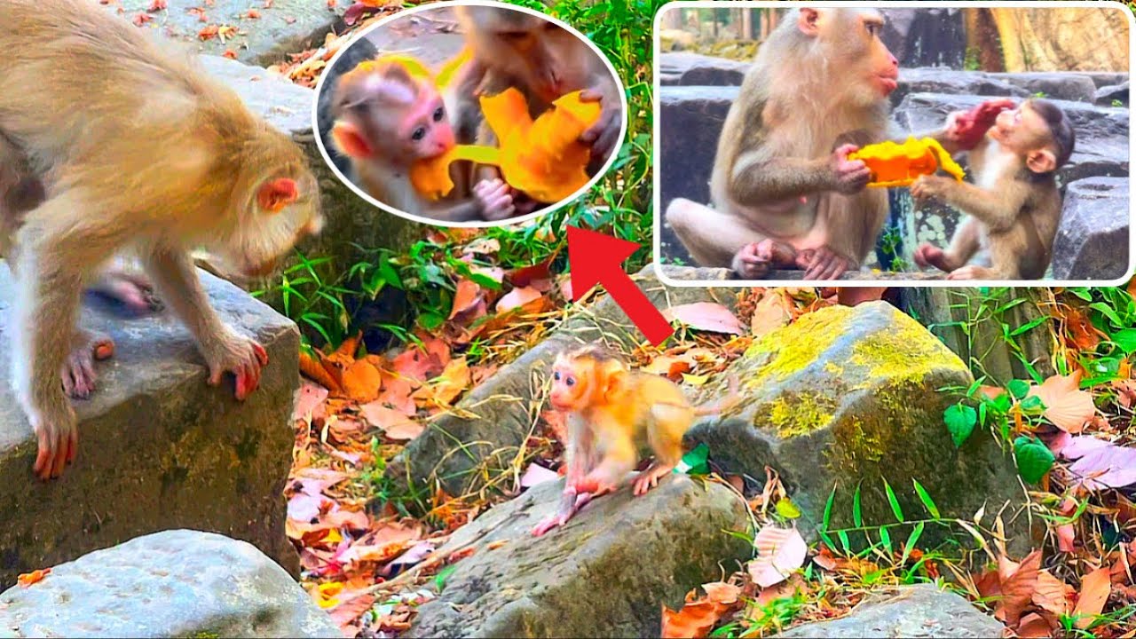 Ohh..God!!.. The baby monkey Libby and the baby monkey Leo are eating ...