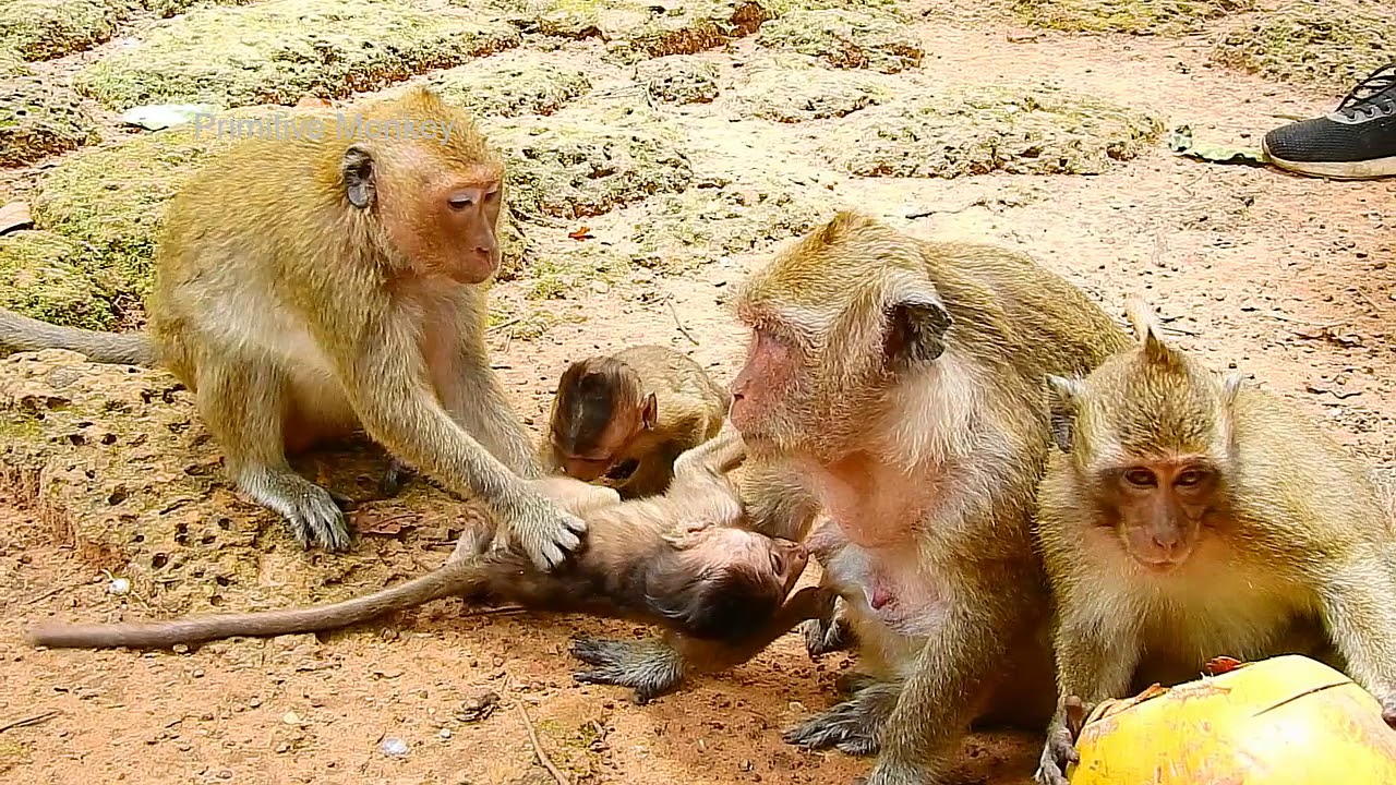 Jill Angry Polly! What's Happen Jill , What's Wrong Polly! - YouTube