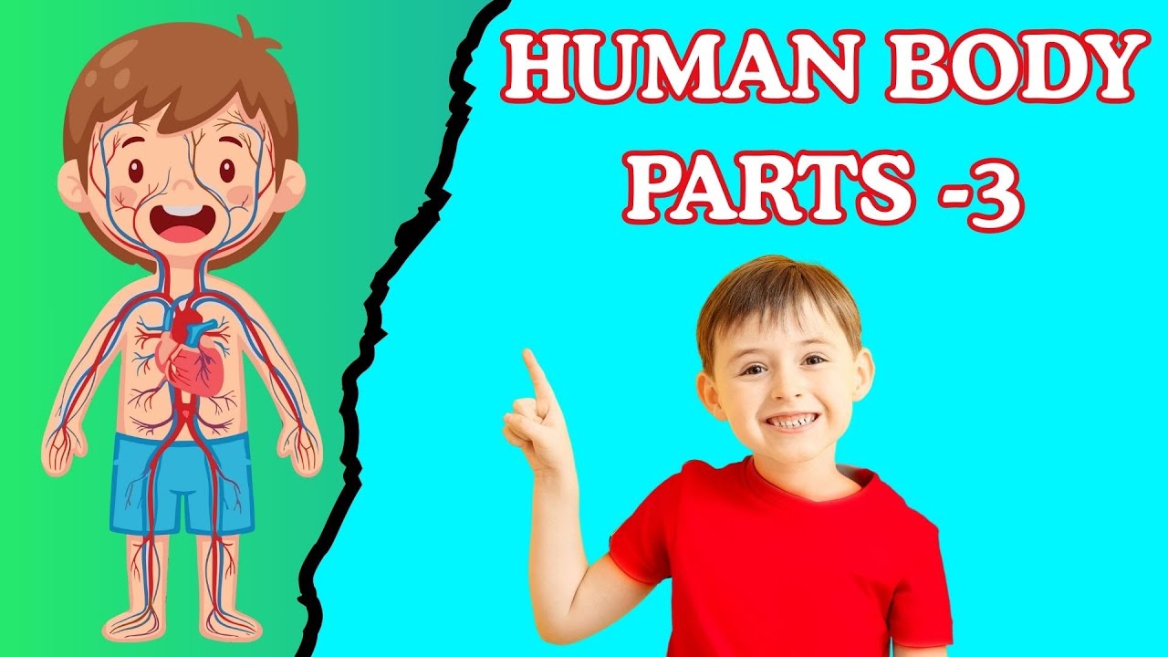 HUMAN BODY PART ALPHABET (PART-3).# @wisdomworldkids - YouTube